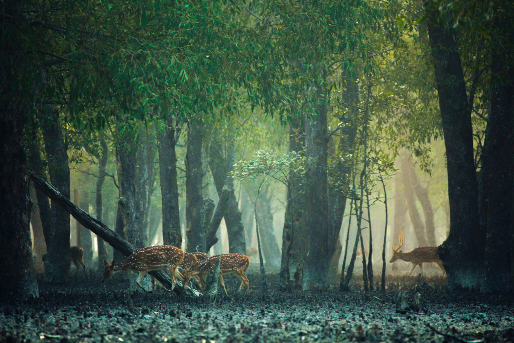 A Guide To Sundarbans, Kolkata | Trip101