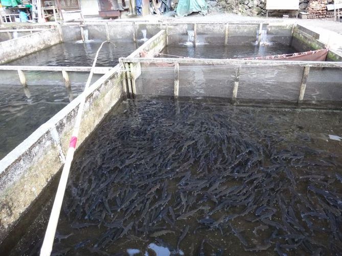 A Full Trout Dinner in Mountainous Ehime’s “Amago No Sato” Inn | Trip101