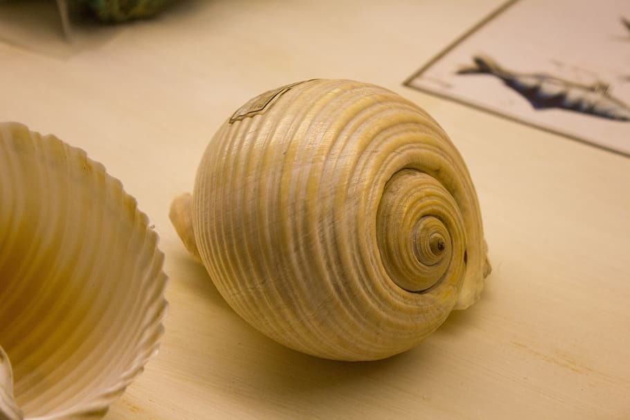 Paradise On Earth: Paya Beach Resort On Tioman Island! | Trip101