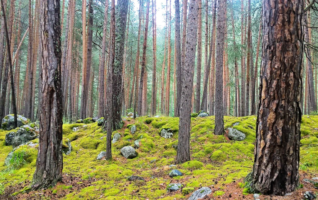 10 Best Hiking And Trekking Spots In Auburn, Alabama | Trip101