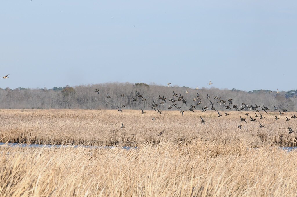 10 Things To Do In Hardeeville, South Carolina | Trip101