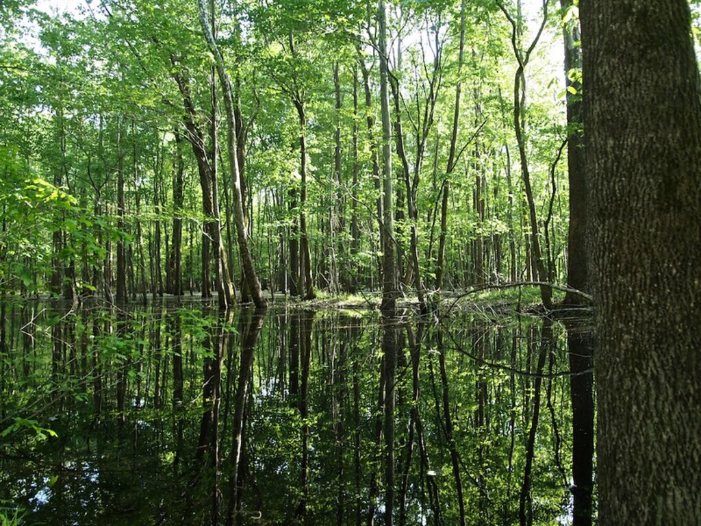 6 Best Things To Do In Williamston, North Carolina | Trip101