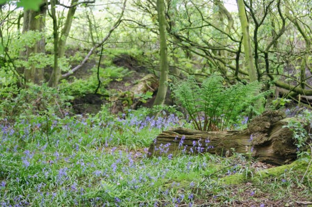 Top 10 Things To Do In Widnes, UK | Trip101