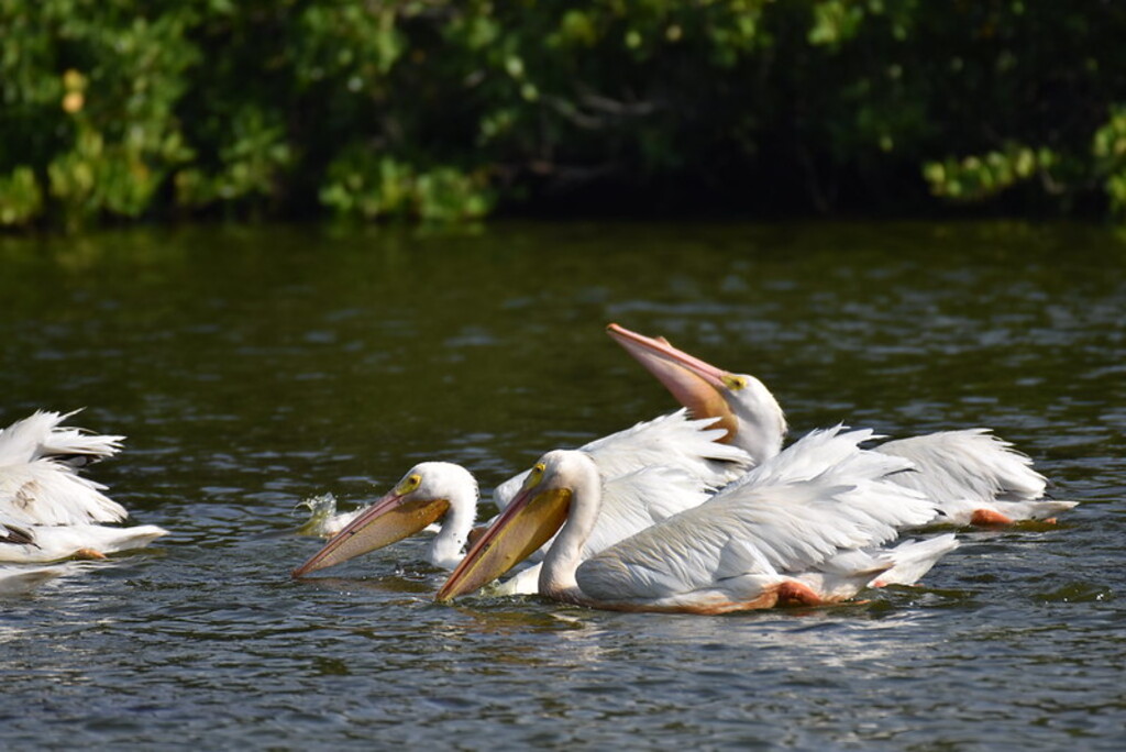 12 Best Things To Do In Placida, Florida: Enjoy The Natural Wonders ...