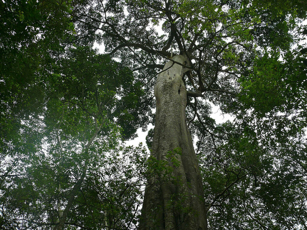 The Pearl Of Africa: 15 Things To Do In Uganda For Nature-Lovers | Trip101