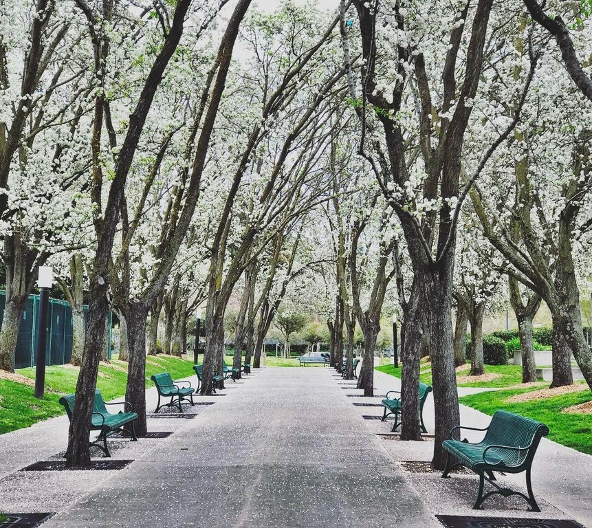 Enjoy Outdoor Beauty In Scenic San Ramon, California | Trip101