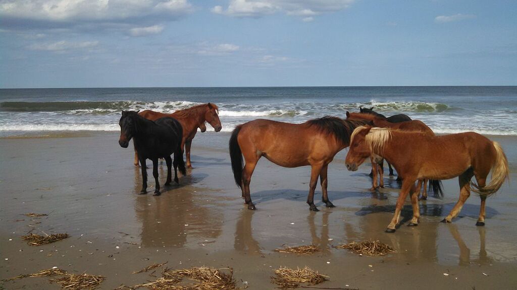 12 Relaxing Things To Do In Corolla, North Carolina | Trip101