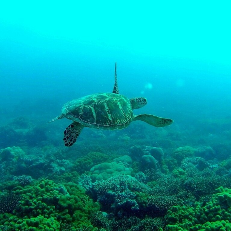 Explore The Underwater Paradise: Top 5 Diving Spots In Seychelles | Trip101