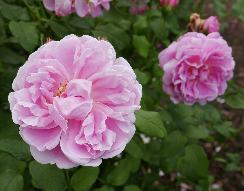 10 Best Things To Do In Wolverhampton, England | Trip101