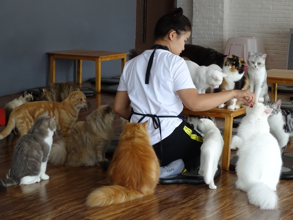 12 Animal Cafes In Bangkok You Must Visit | Trip101