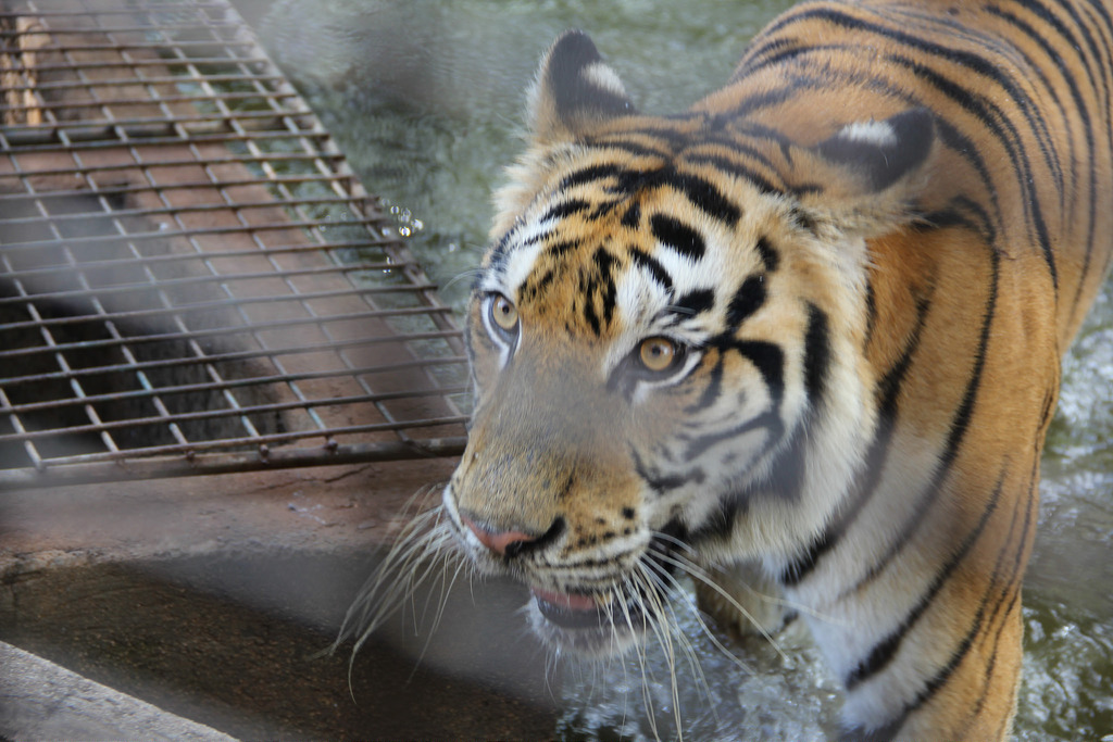 18 Best Things To Do In Subic Bay Freeport Zone, The Philippines ...