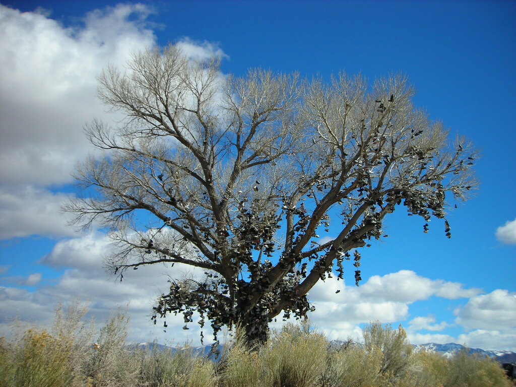 Top 11 Things To Do In Fallon, Nevada: Enjoy The Racing, Vineyards ...