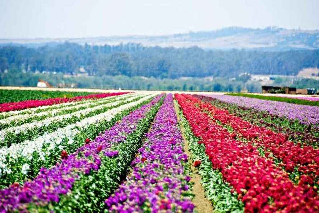 17 Best Things To Do In Lompoc, California | Trip101