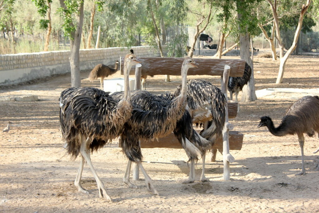 Top 10 Things Bahrain Is Famous For - Updated 2025 | Trip101