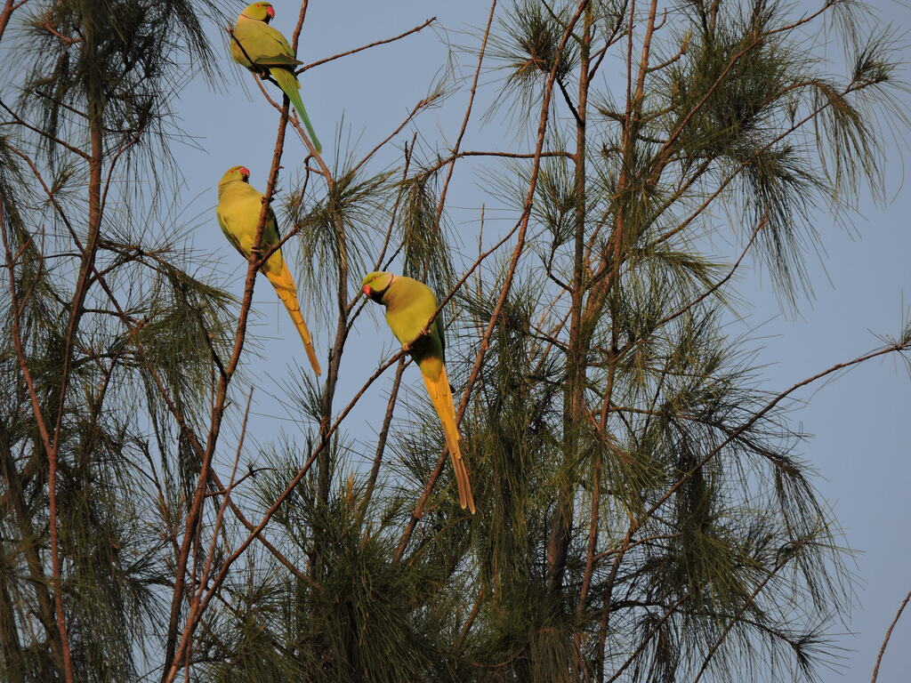 Top 24 Things Chandigarh Is Famous For | Trip101