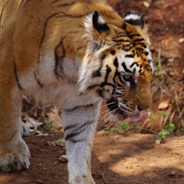 18 Things You Should Absolutely Do In Shimoga, India | Trip101
