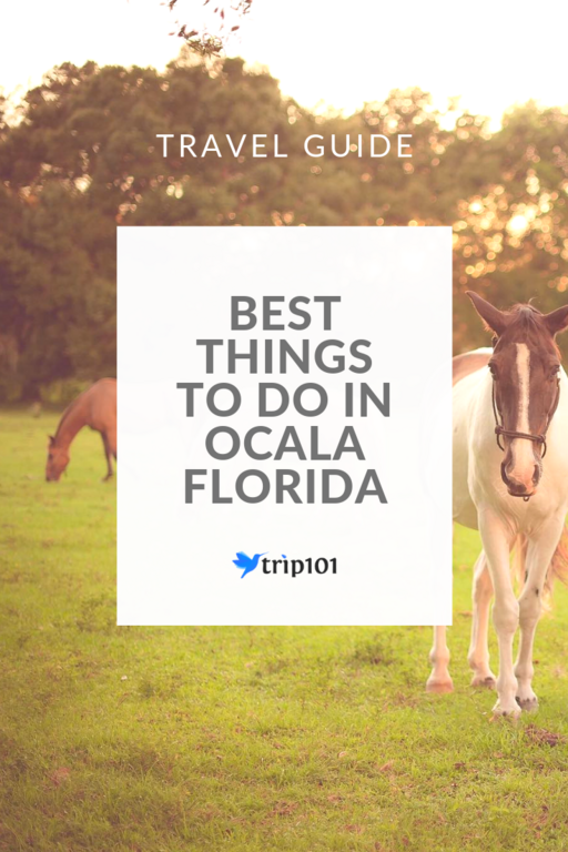15 Best Things To Do In Ocala, Florida | Trip101
